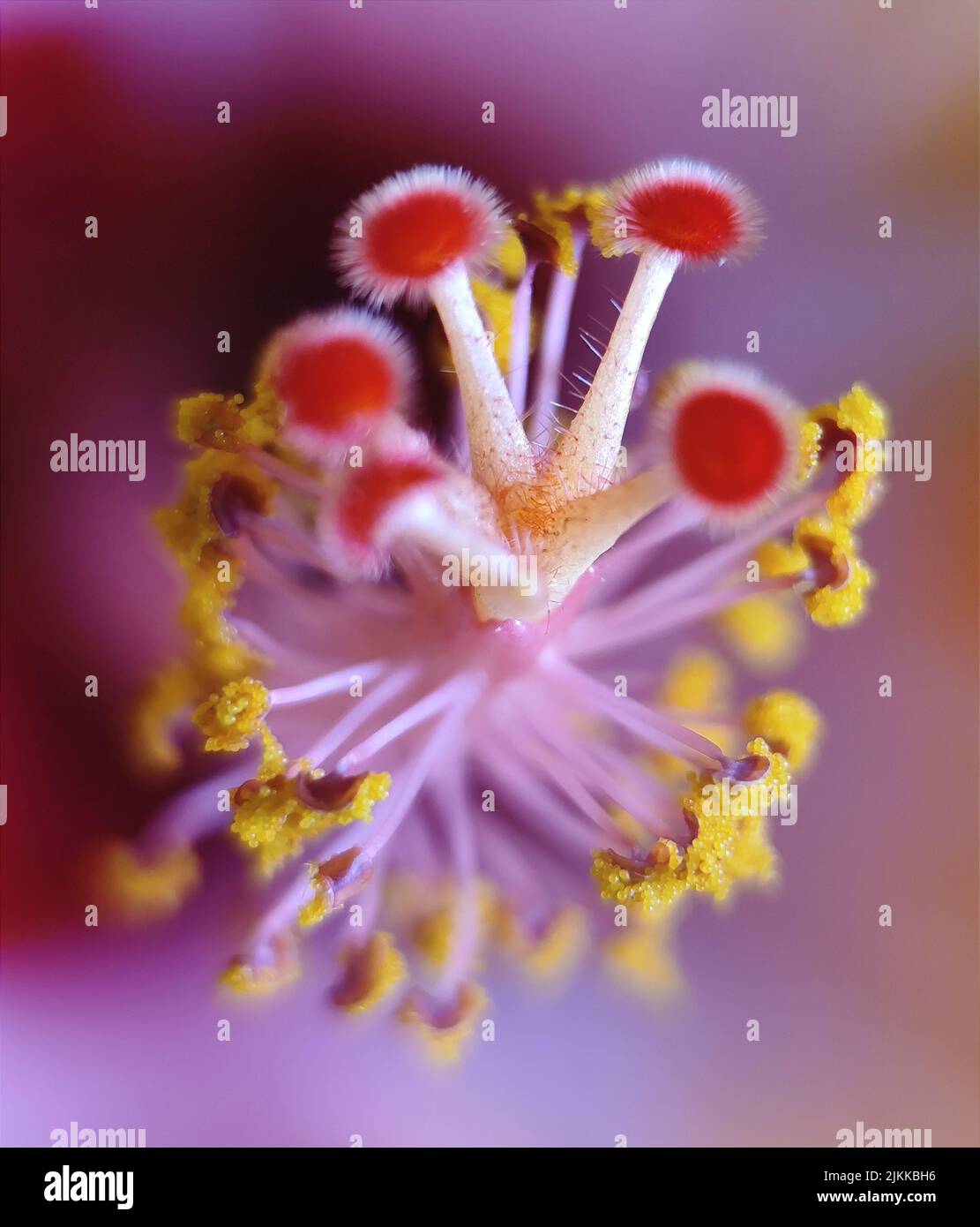 A micro shot of Pollen of hibiscus isolated in a colorful blur ...