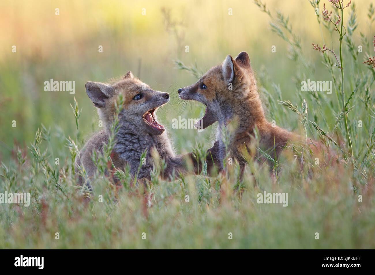 Fox in open field hi-res stock photography and images - Alamy