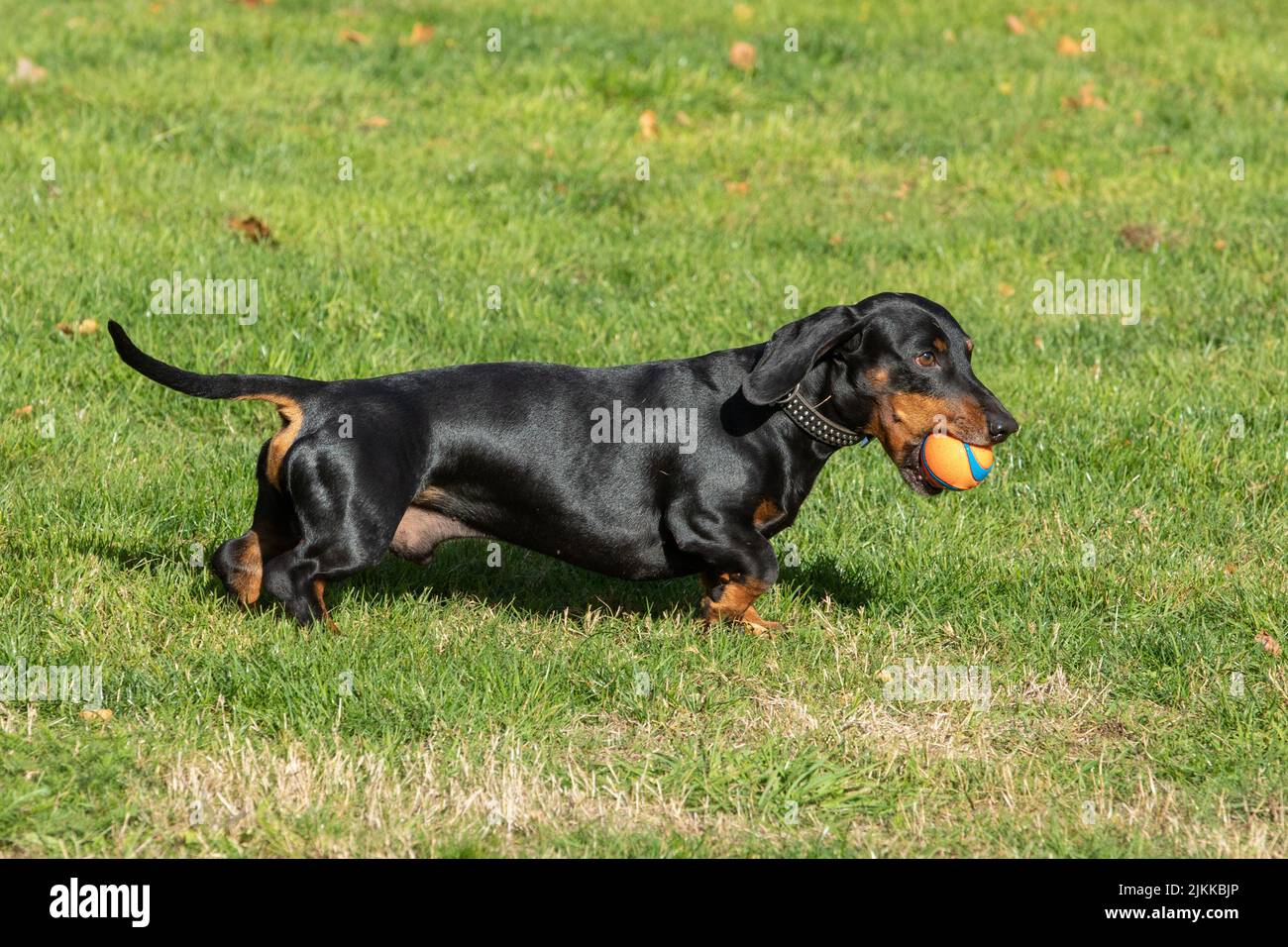 Hunting dogs dachshund hi-res stock photography and images - Alamy