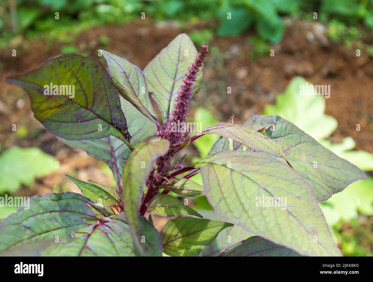 Green amaranth hi-res stock photography and images - Alamy