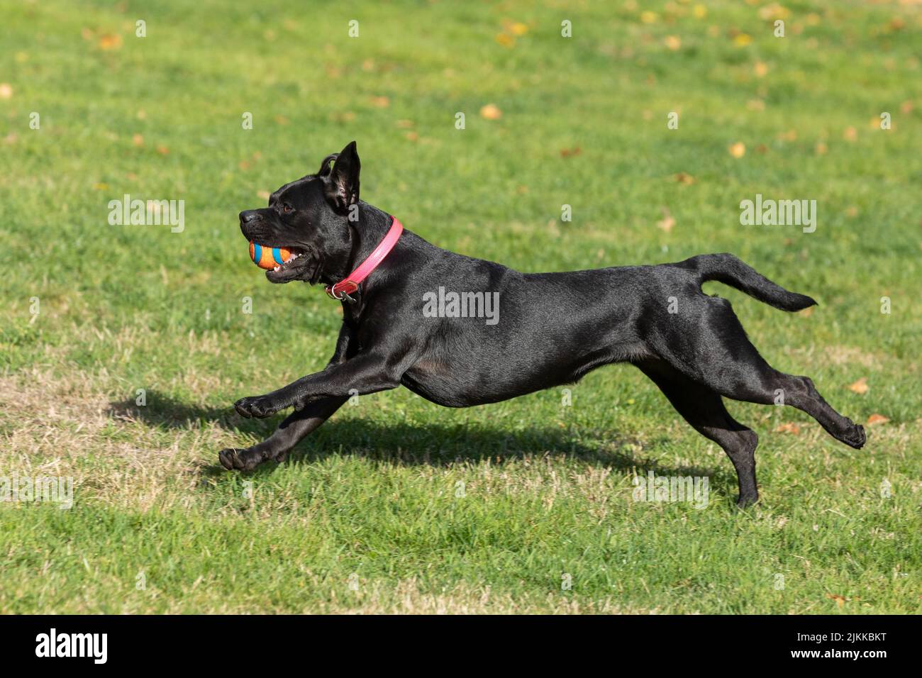 french bulldog labrador running and jumping on the lawn Stock Photo - Alamy