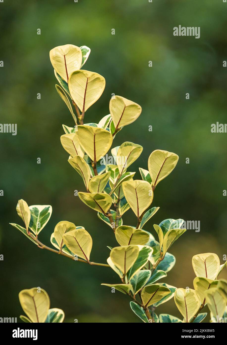 Ficus plant hi-res stock photography and images - Alamy
