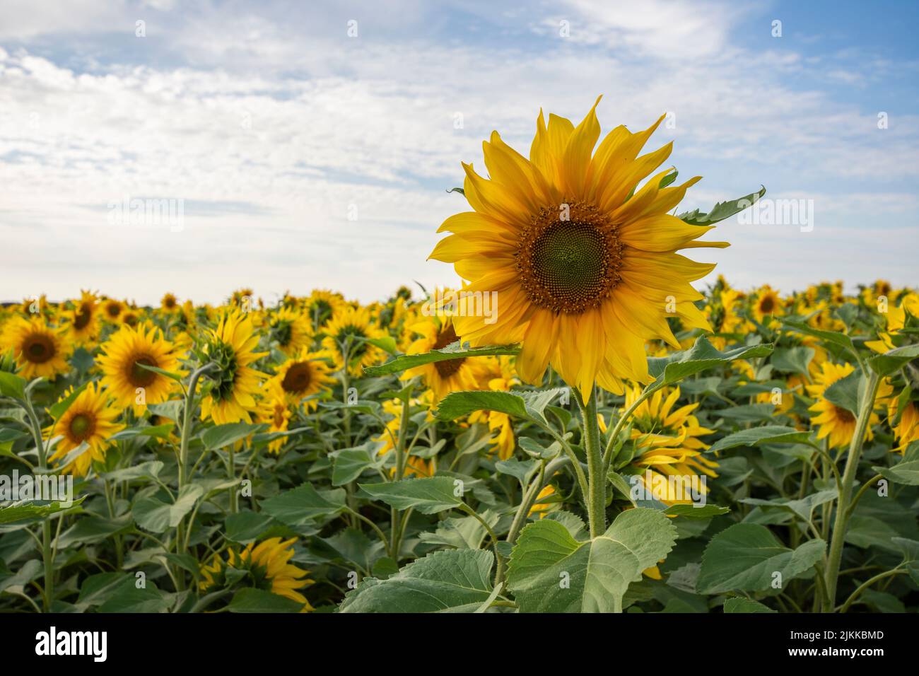 A breathtaking shot of giant yellow Sunflower in a vast field full of ...