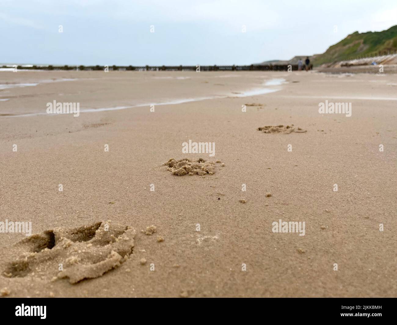 A beautiful shot of a dog's footprints in the sand next to a beach in a ...