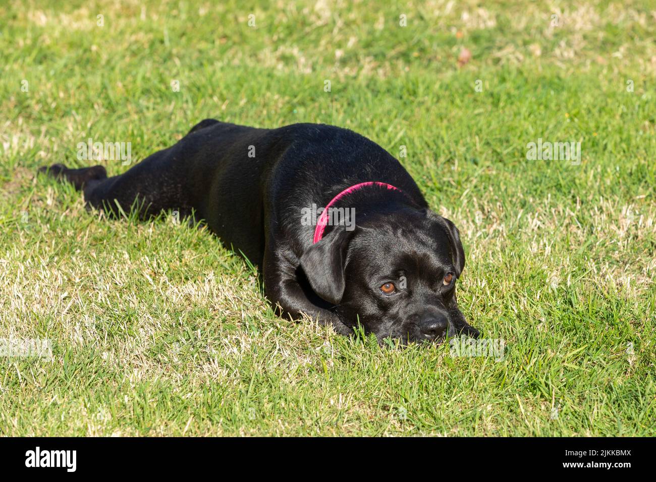 black french bulldog labrador lying on the lawn Stock Photo - Alamy