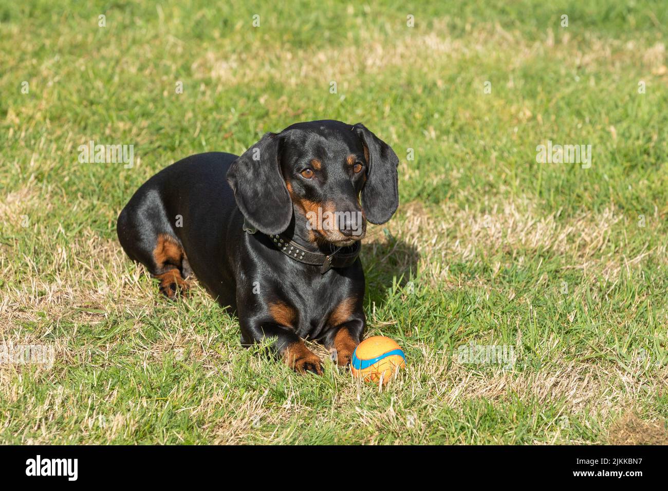 dachshund lying in the grass Stock Photo - Alamy