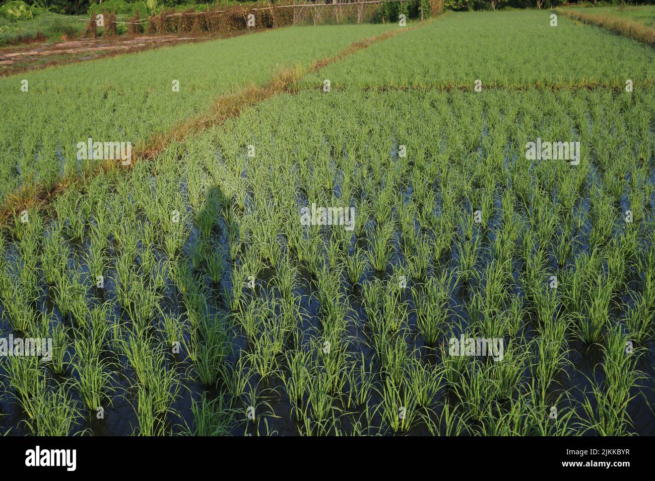 Wheat in water hi-res stock photography and images - Alamy