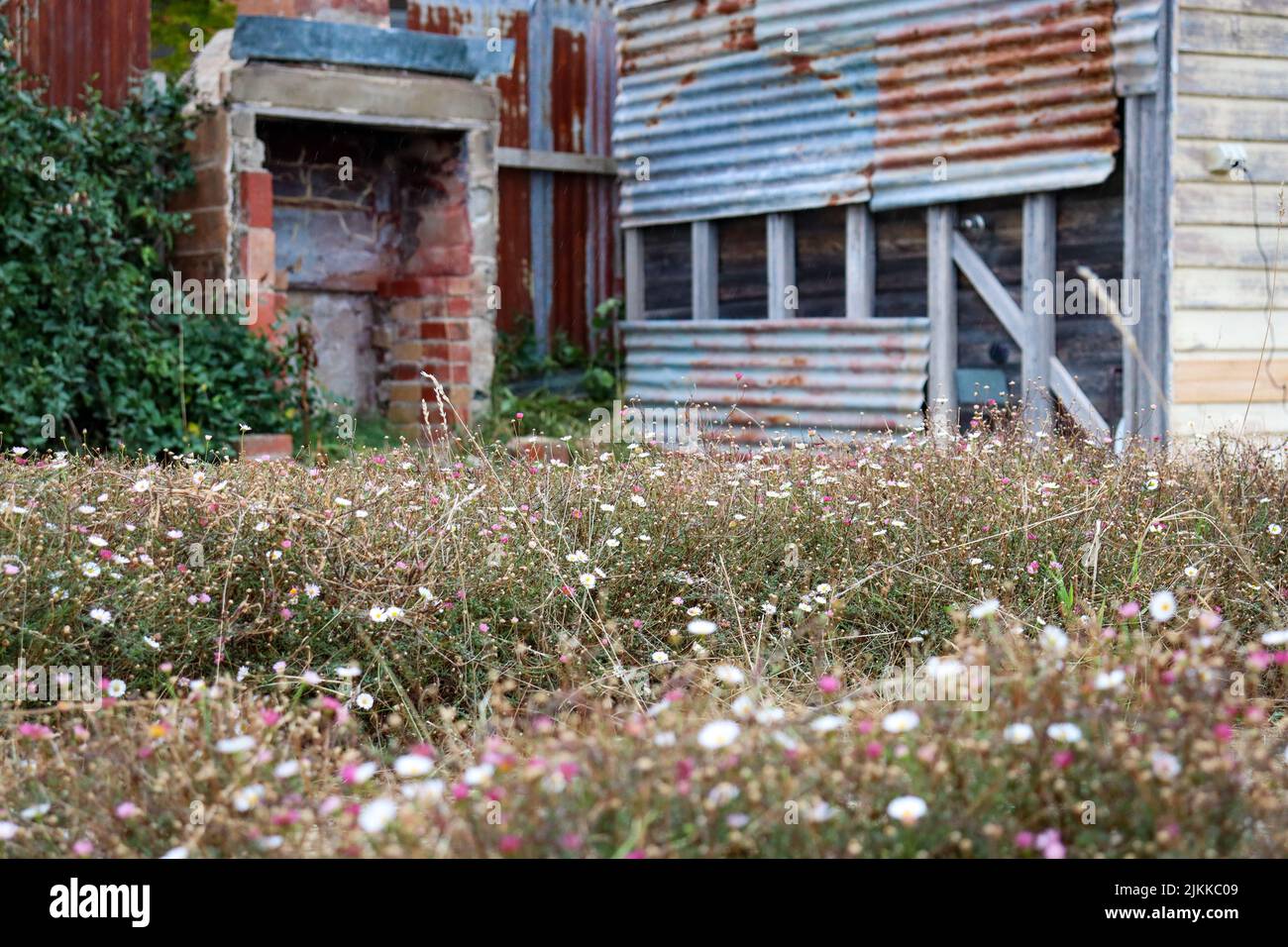 Some wild flowers growing next to an old rustic abandoned house Stock ...