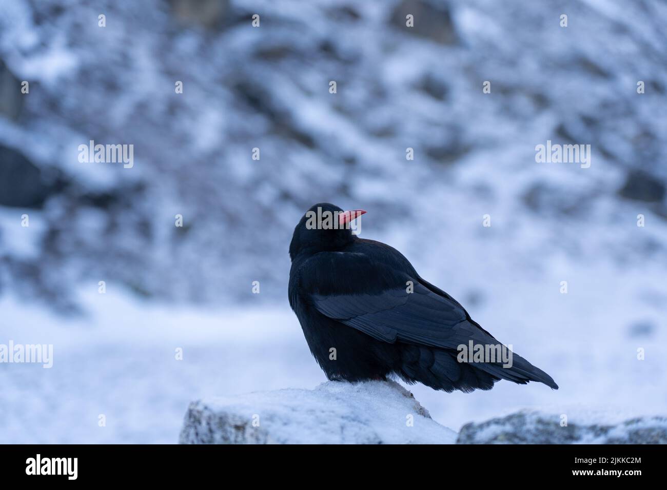 Bird with red beak hi-res stock photography and images - Alamy