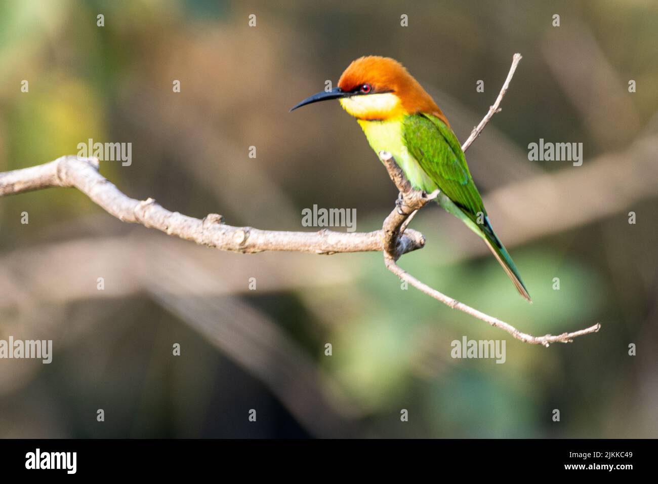 Chestnut headed bee eater fly hi-res stock photography and images - Alamy