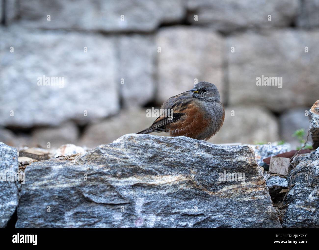 Cute feathers hi-res stock photography and images - Alamy