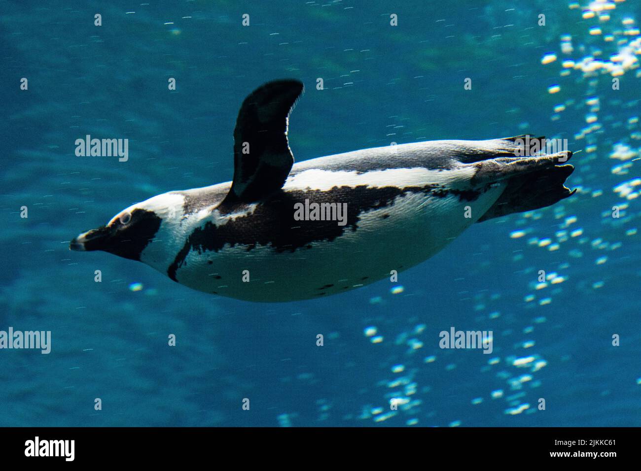 Penguin species in antarctica hi-res stock photography and images - Alamy