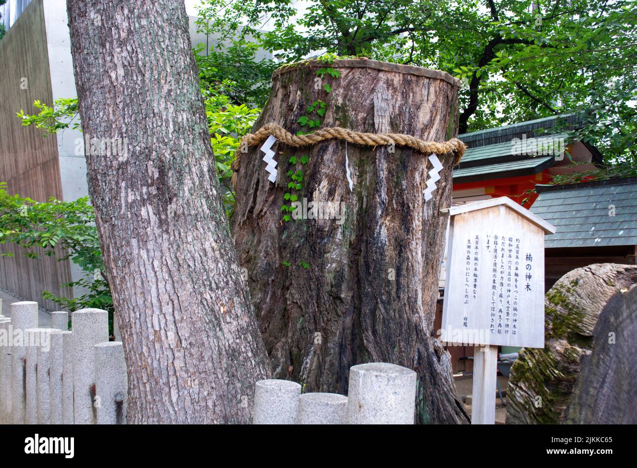 Massive ancient tree stump that is sacred in Japan Stock Photo - Alamy