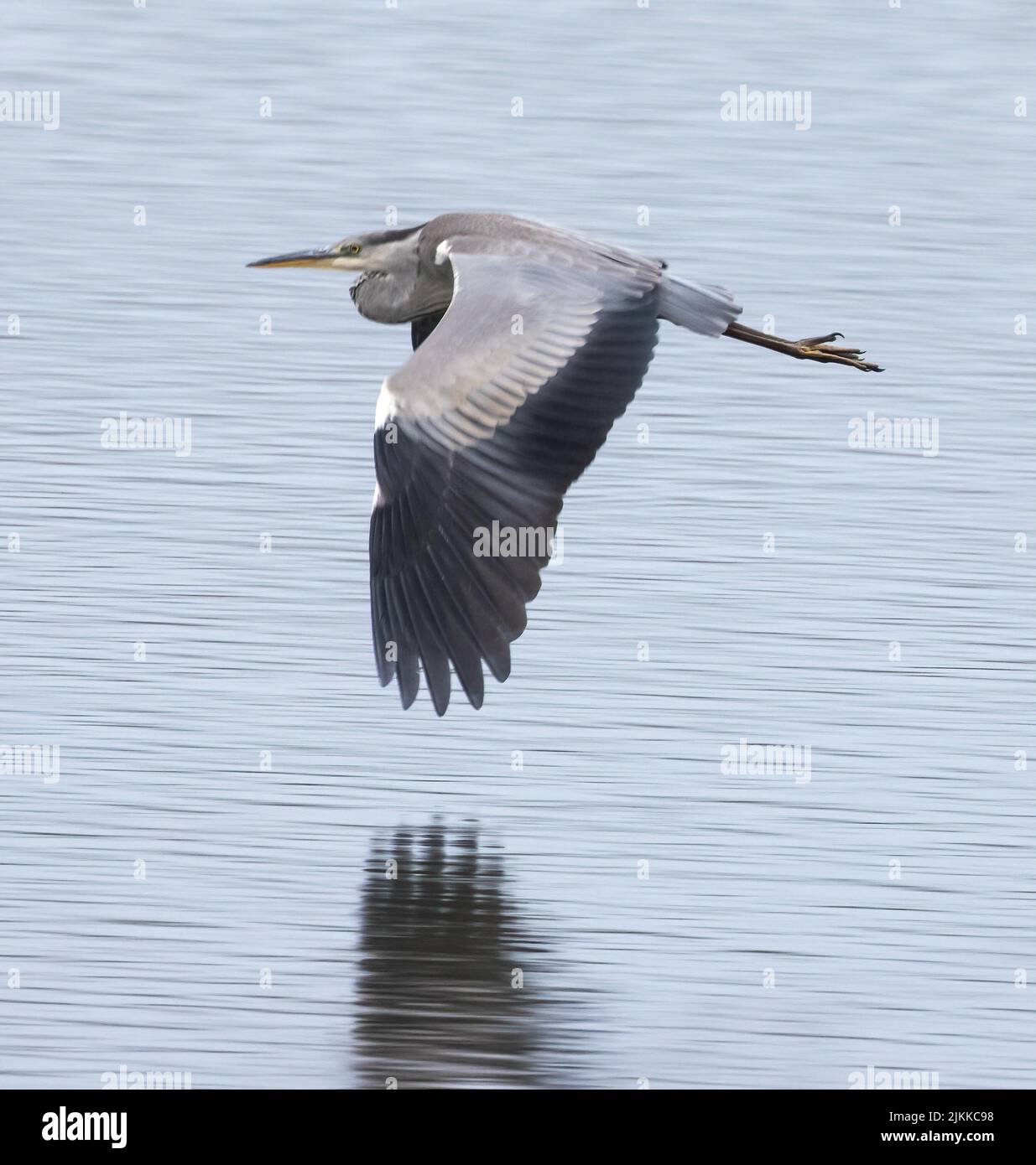 A selective focus shot of a grey heron flying over the lake Stock Photo ...