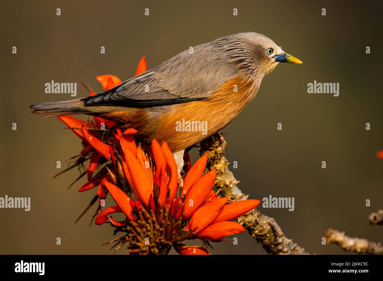 A selective focus shot of a chestnut tailed starling bird perched on a ...