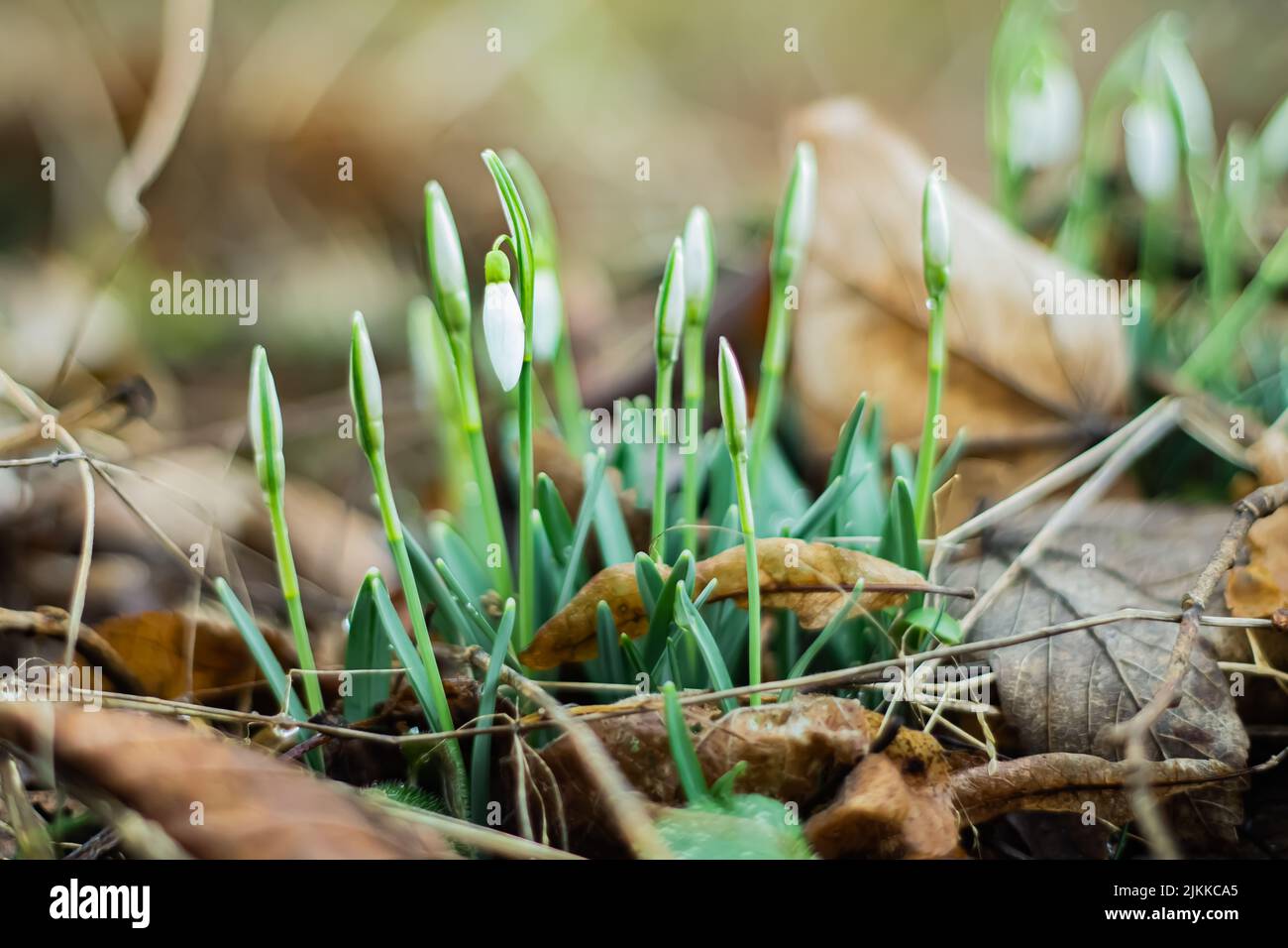 Snowdrop bouquet hi-res stock photography and images - Alamy