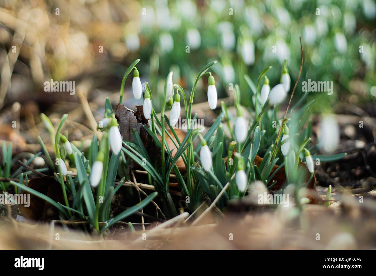Snowdrop bouquet hi-res stock photography and images - Alamy