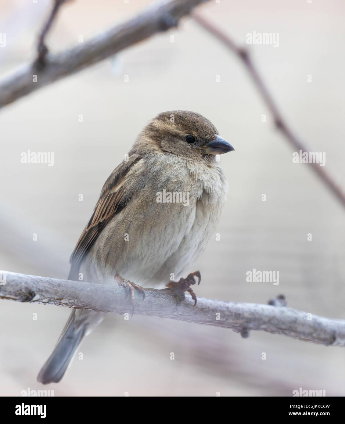 Female sparrow in nature forest Stock Photo - Alamy