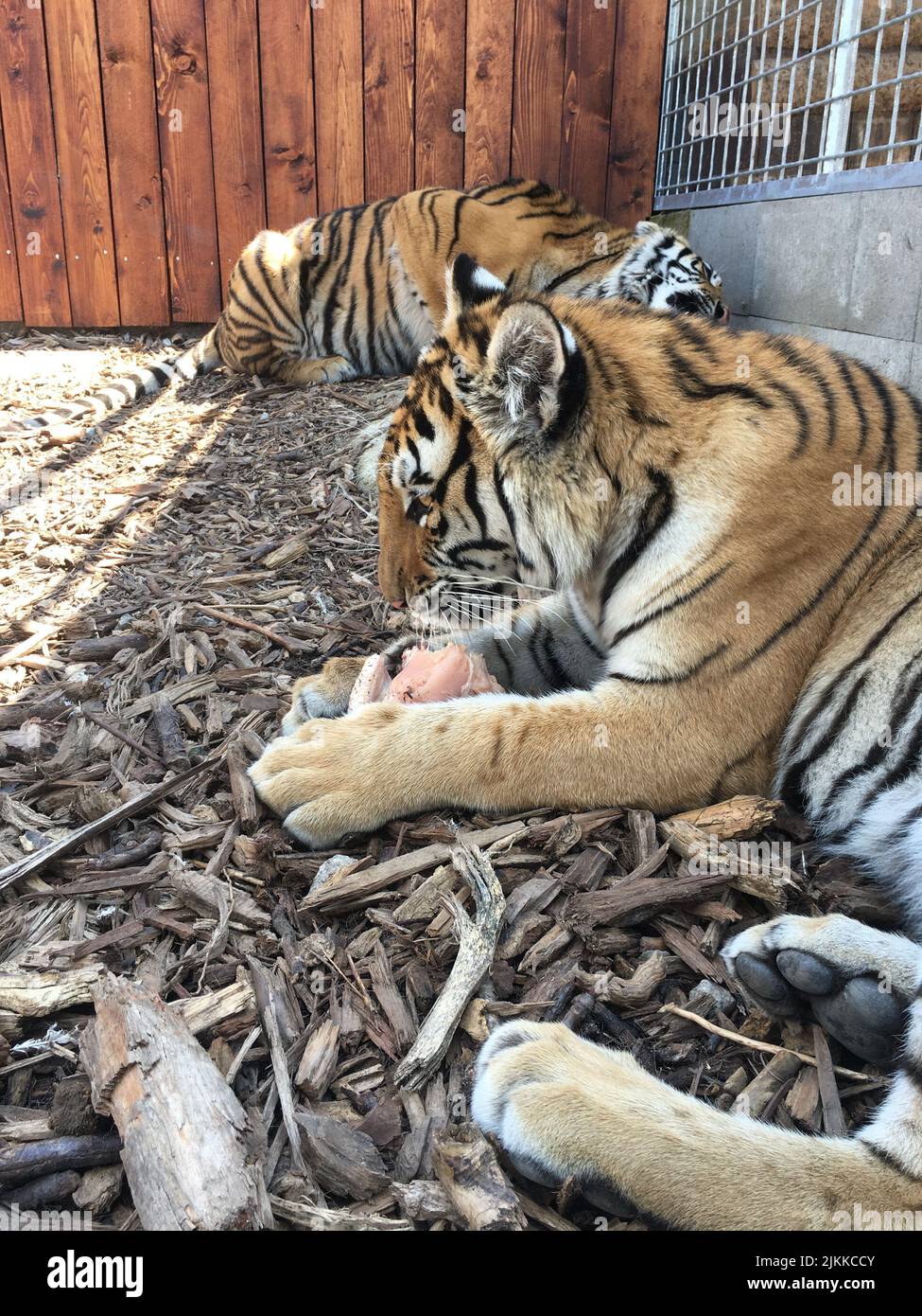Tiger eating animals hi-res stock photography and images - Alamy