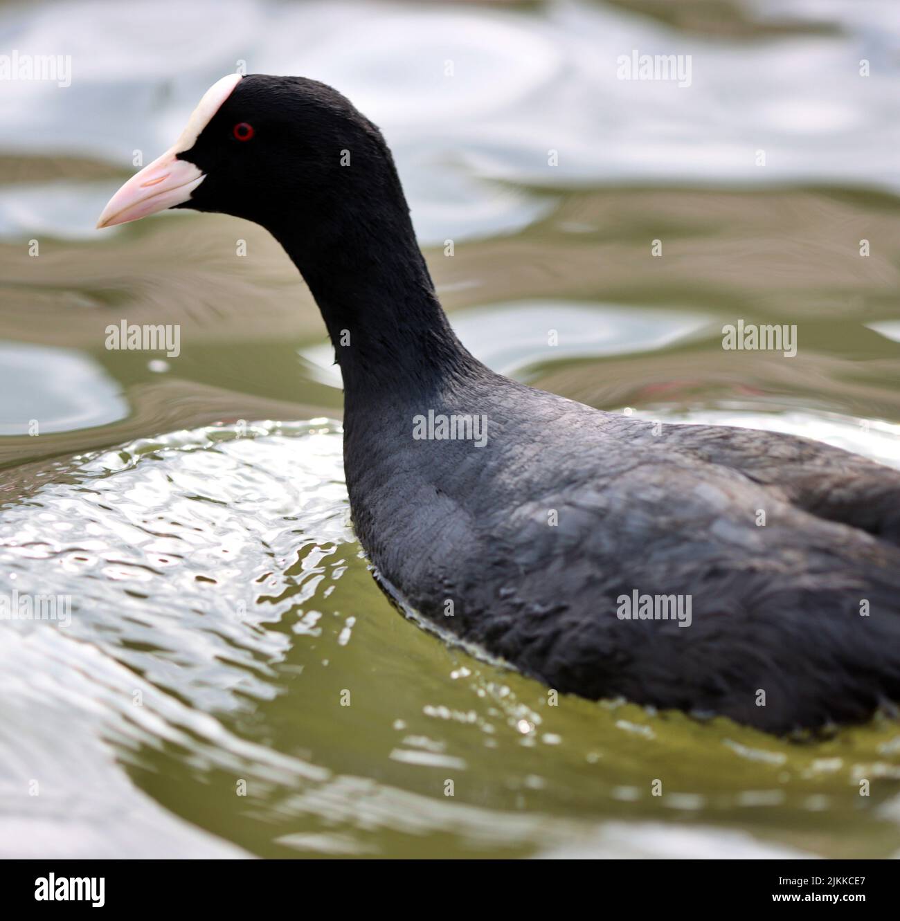 A selectie focus shot of a Eurasian coot swimming in the lake Stock ...