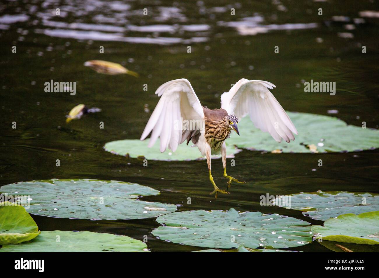 A selective focus shot of a great heron bird flying over the lake Stock ...