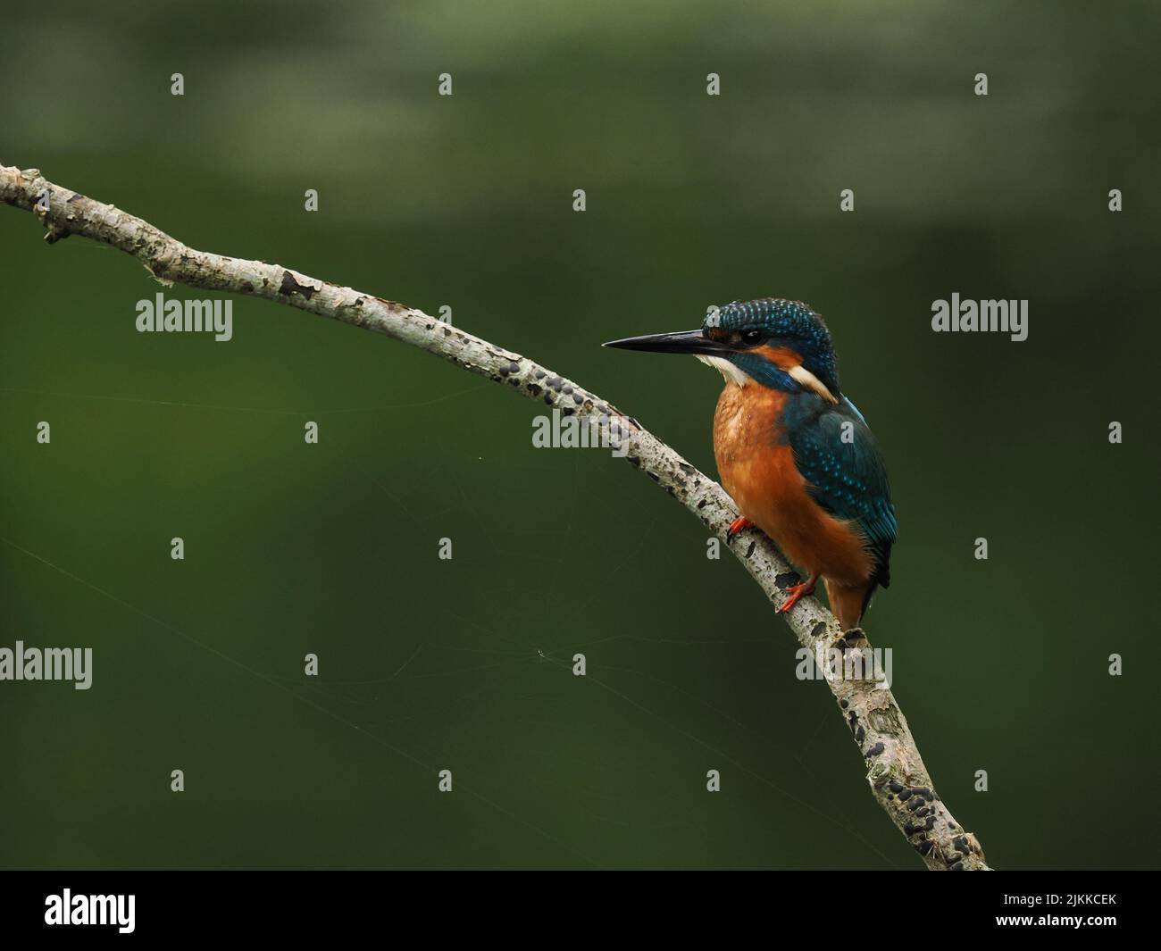 Kingfisher enjoy fishing from a perch, but often fly to another with a ...