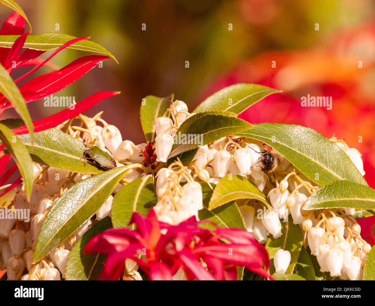 A Buff-tailed bumblebee pollinating Japanese andromeda flowers in ...