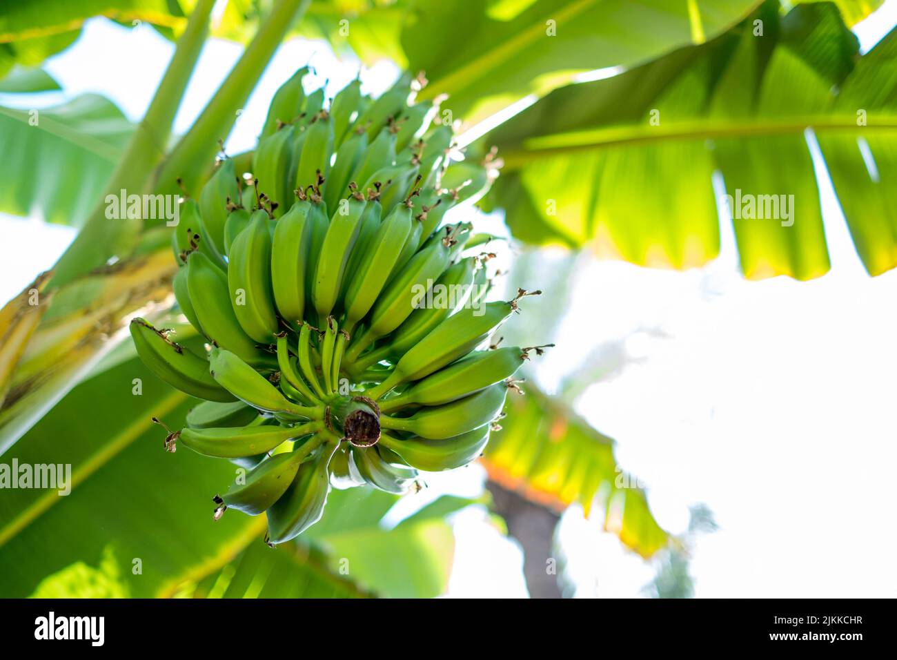 Bananas on the tree hi-res stock photography and images - Alamy