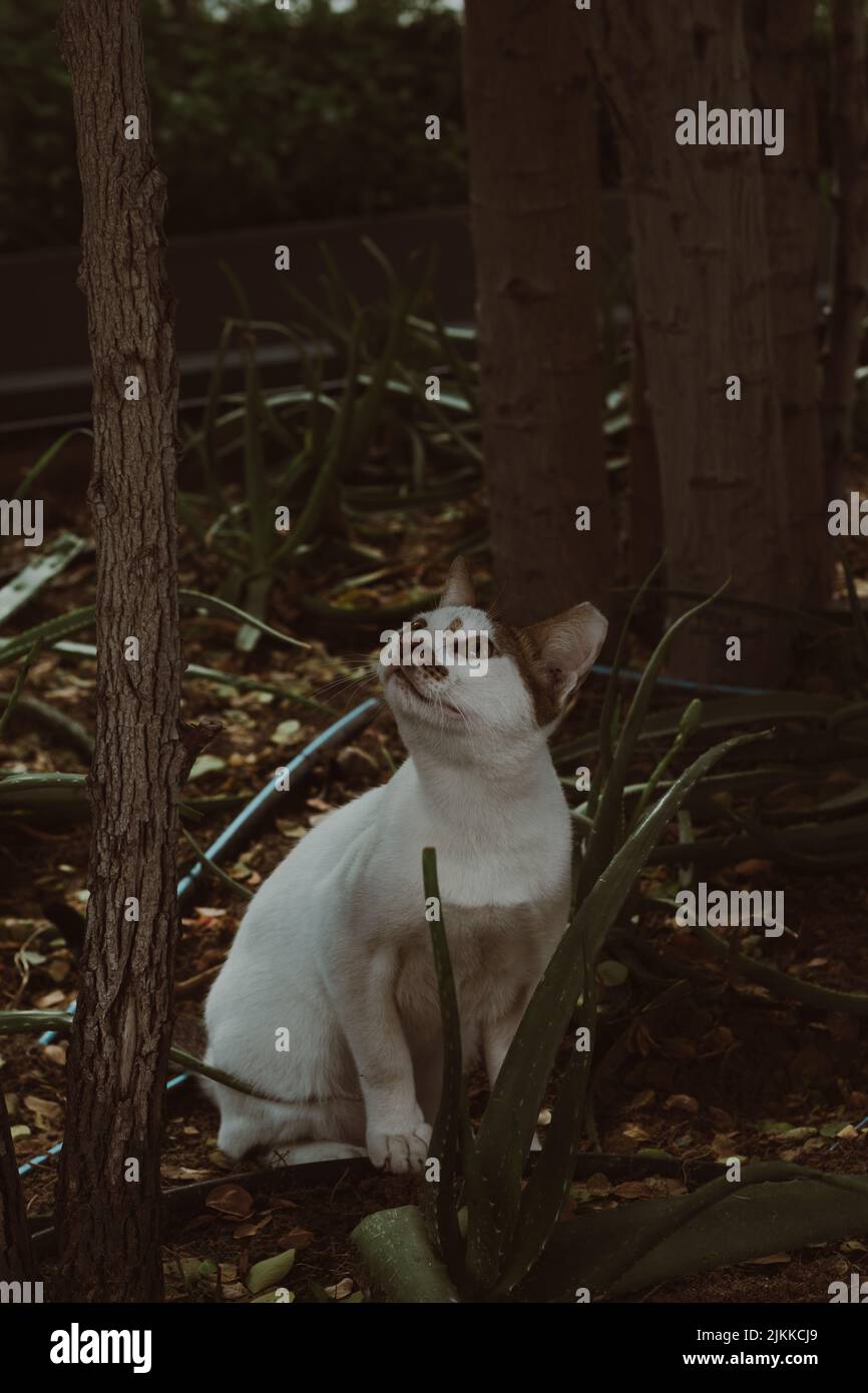 A vertical shot of a white cat with scars on its face sitting in a dark ...