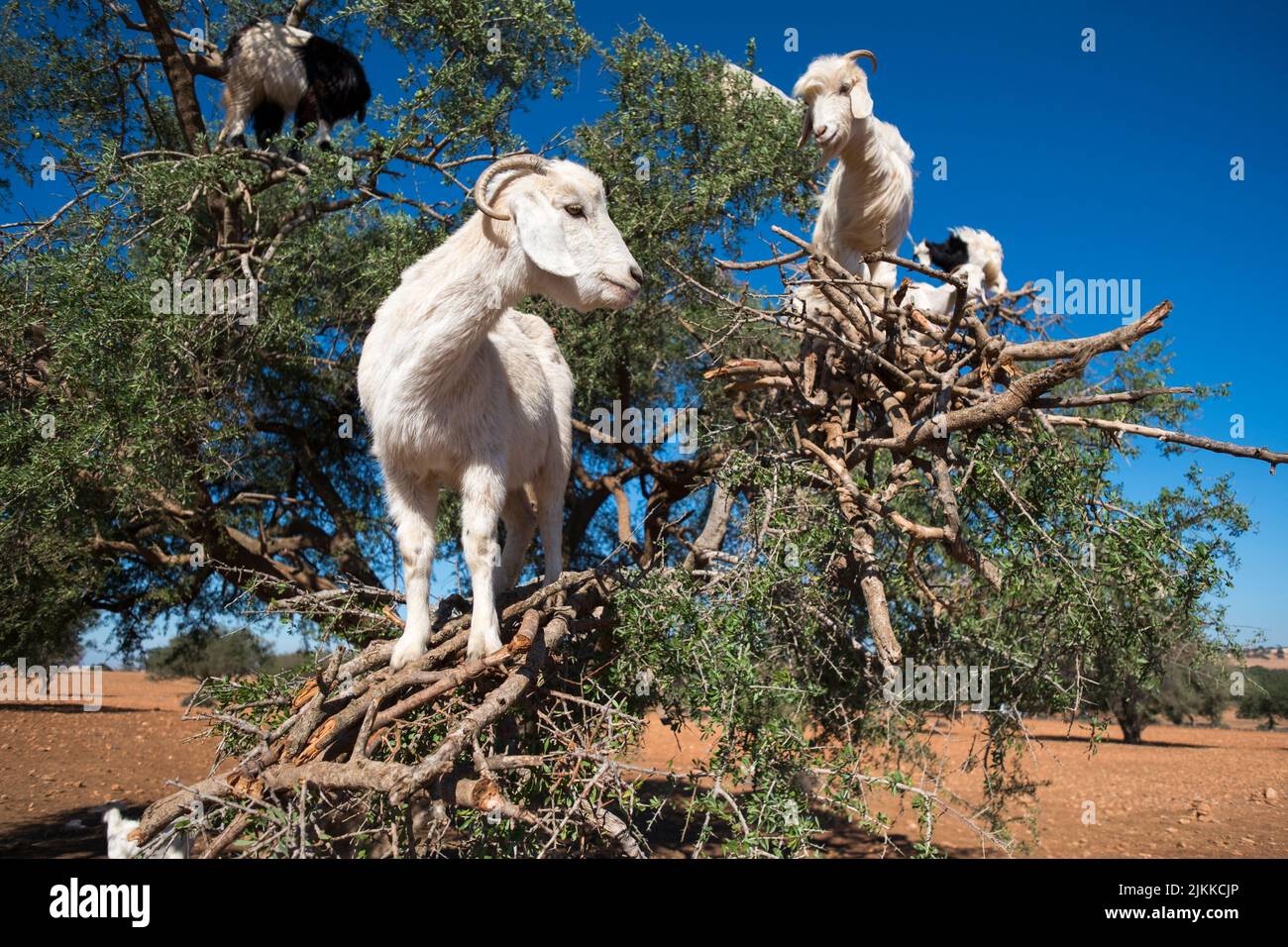The goats on trees in Morocco Stock Photo - Alamy