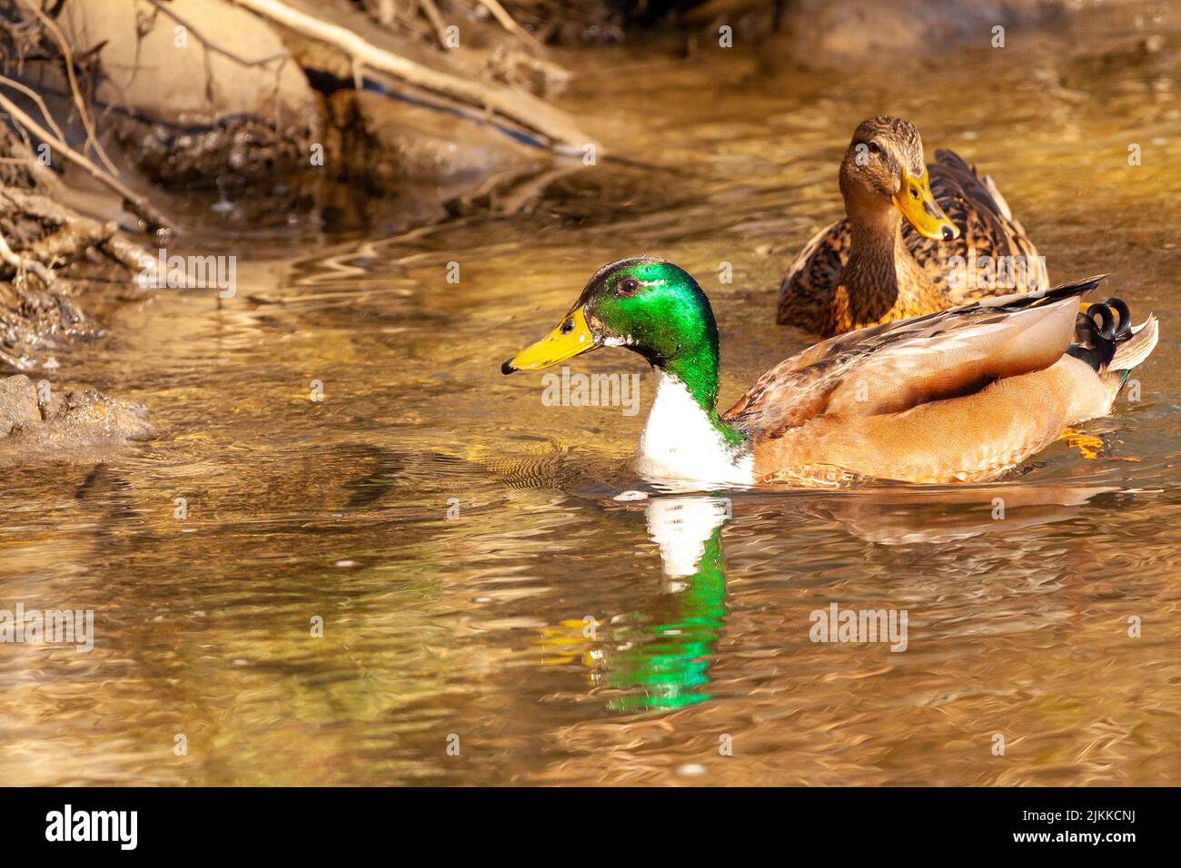 Two cute Mallard ducks floating in the calm lake in its natural habitat ...