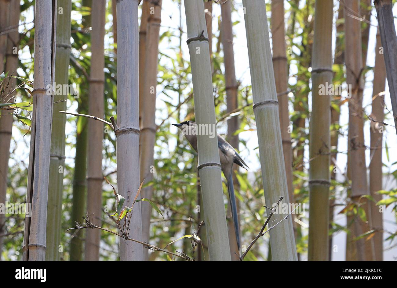 Bird flying behind trees hi-res stock photography and images - Alamy