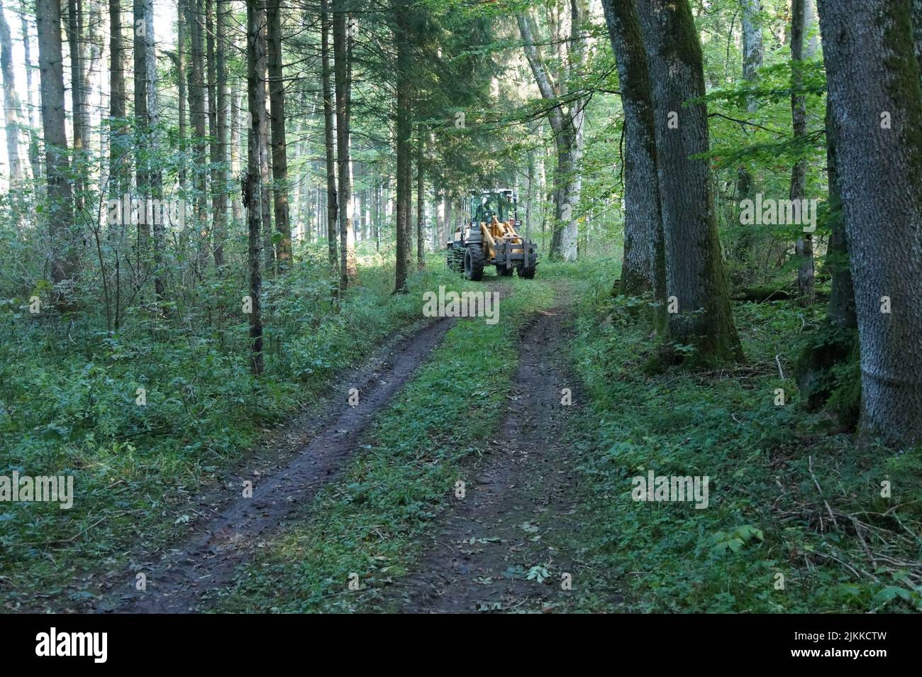 A forwarder driving in the green forest in spring Stock Photo - Alamy
