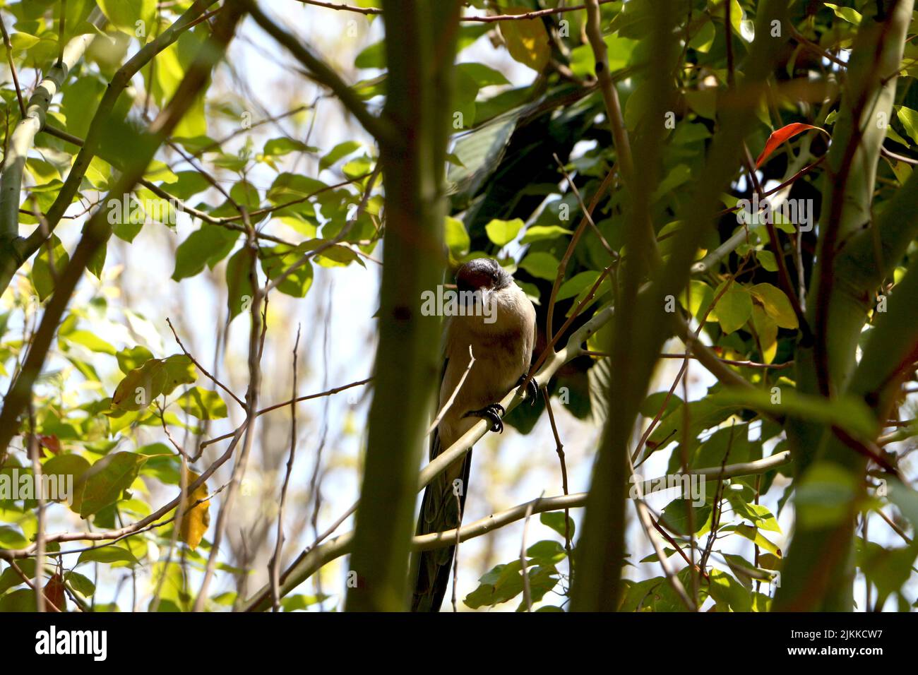 The Azure-winged magpie bird hidden in behind the tree Stock Photo - Alamy