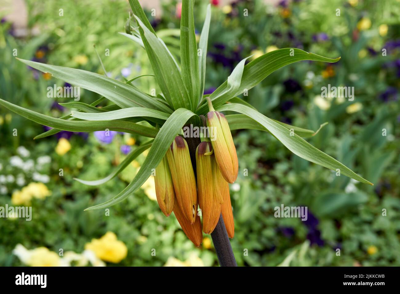 Buds of the imperial crown hi-res stock photography and images - Alamy