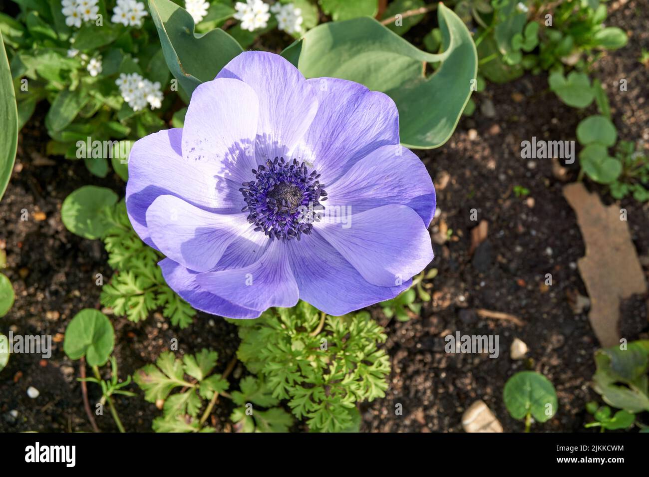 A close-up shot of a Poppy anemone grown in the garden in spring Stock ...