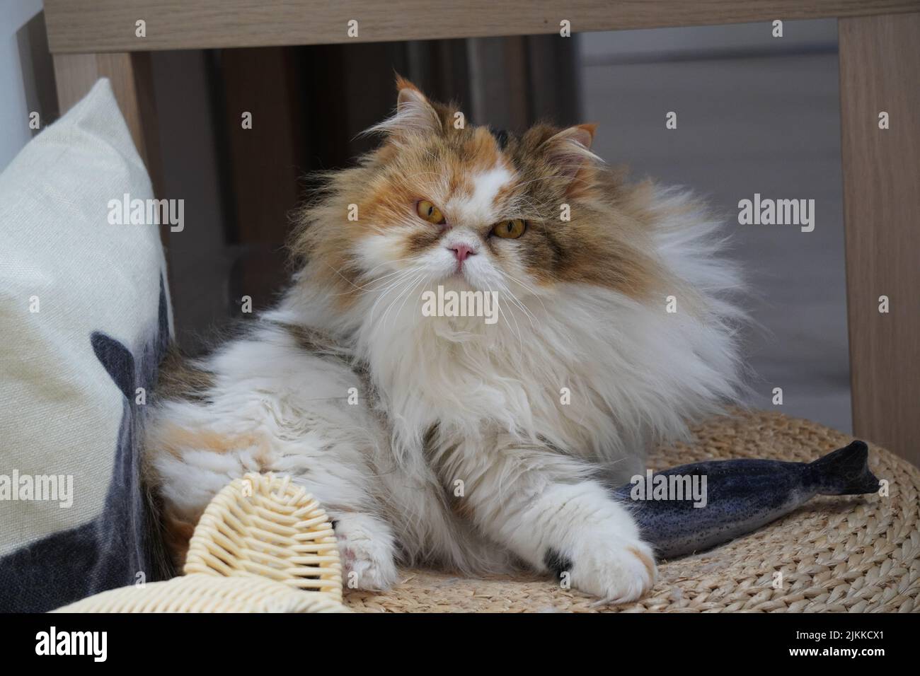 A closeup shot of a fluffy angry cat lying on the chair Stock Photo - Alamy