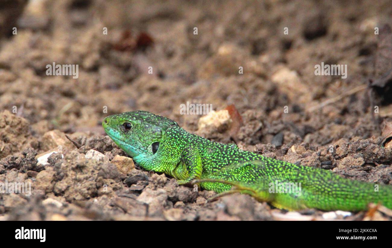 A close-up shot of a Western green lizard on rocks Stock Photo - Alamy