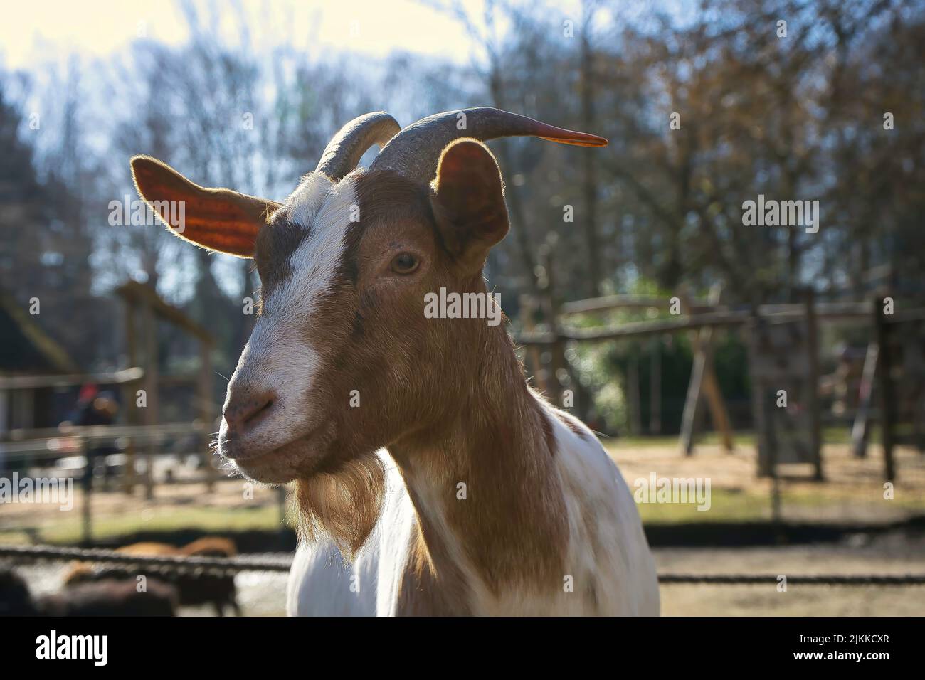 A close-up shot of a brown Boer goat in the livestock on a sunny day ...