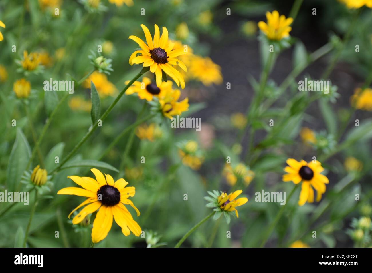 a close up shot of Black-eyed Susan flowers over the Summer Stock Photo ...