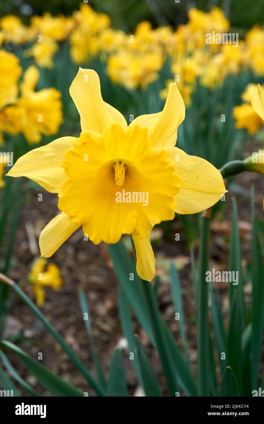 A close-up shot of a yellow Cyclamen-flowered daffodil grown in the ...