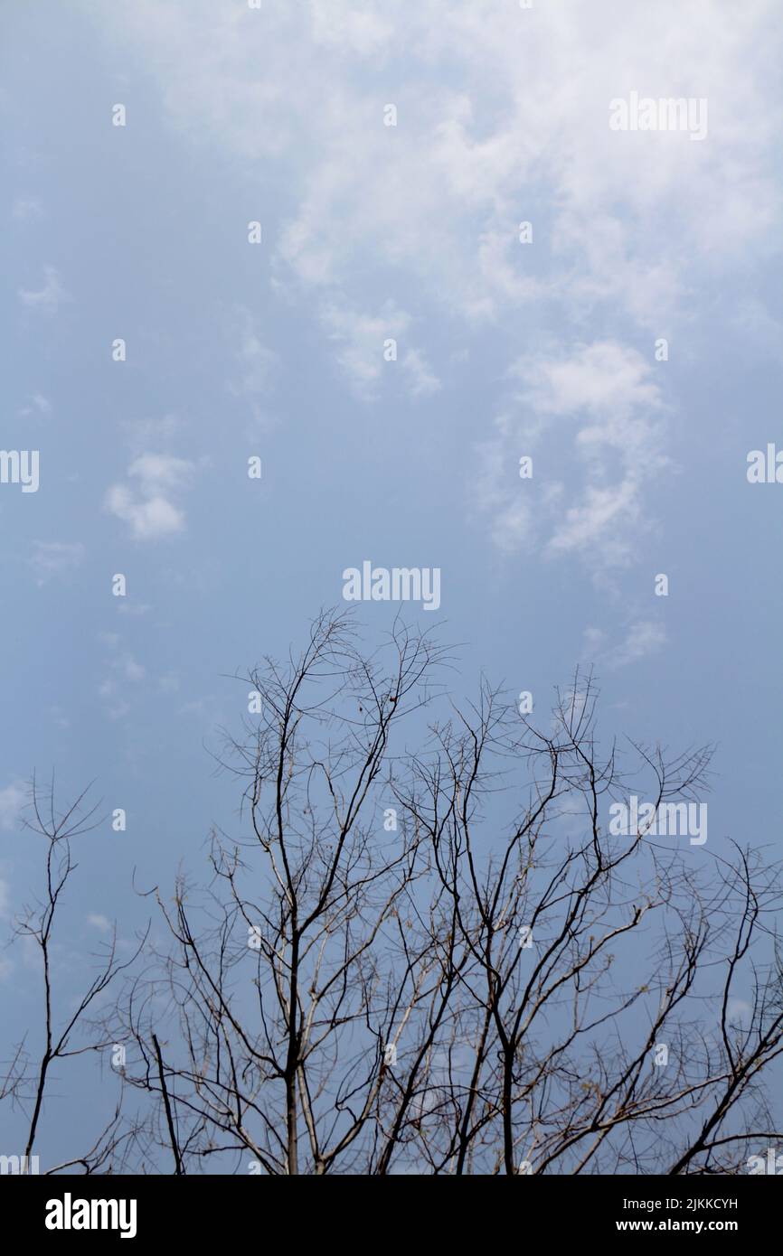 The dead branches of the trees on a cloudy sky background Stock Photo ...