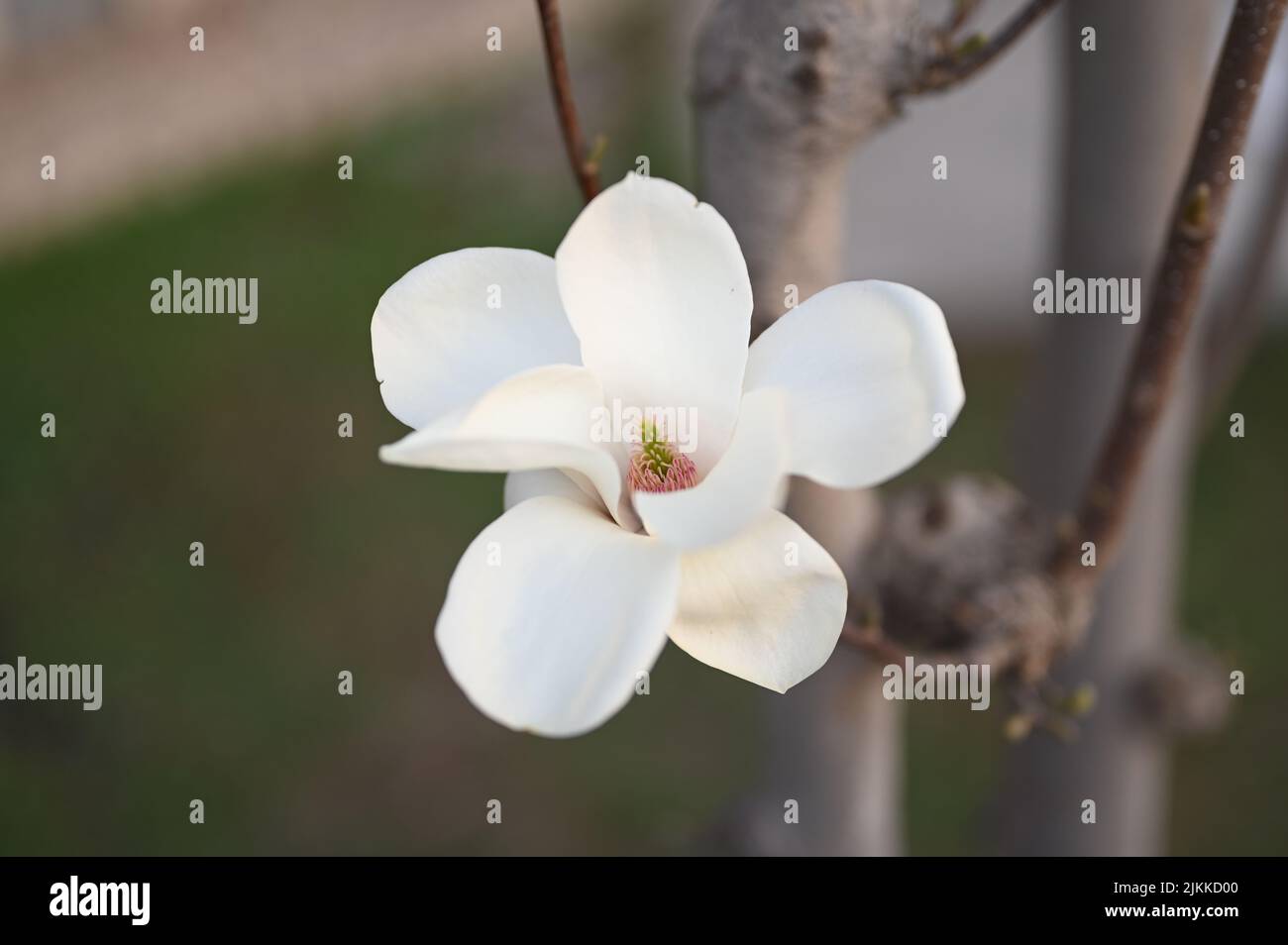 A close-up shot of a white Yulan magnolia grown in the garden in spring ...