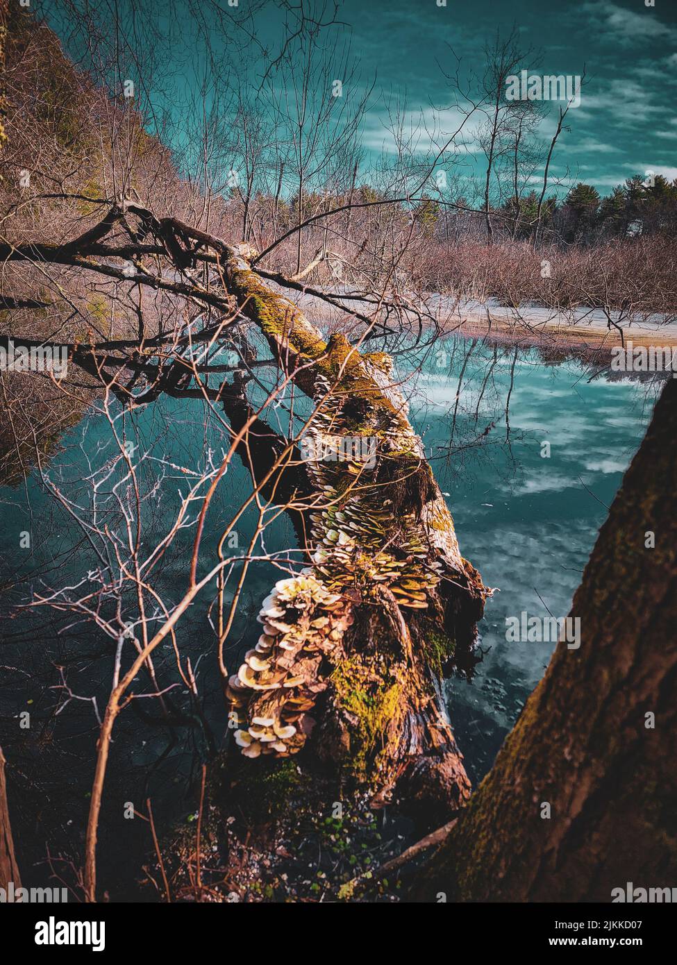 a vertical shot of Kelp Algae near the sea Stock Photo - Alamy