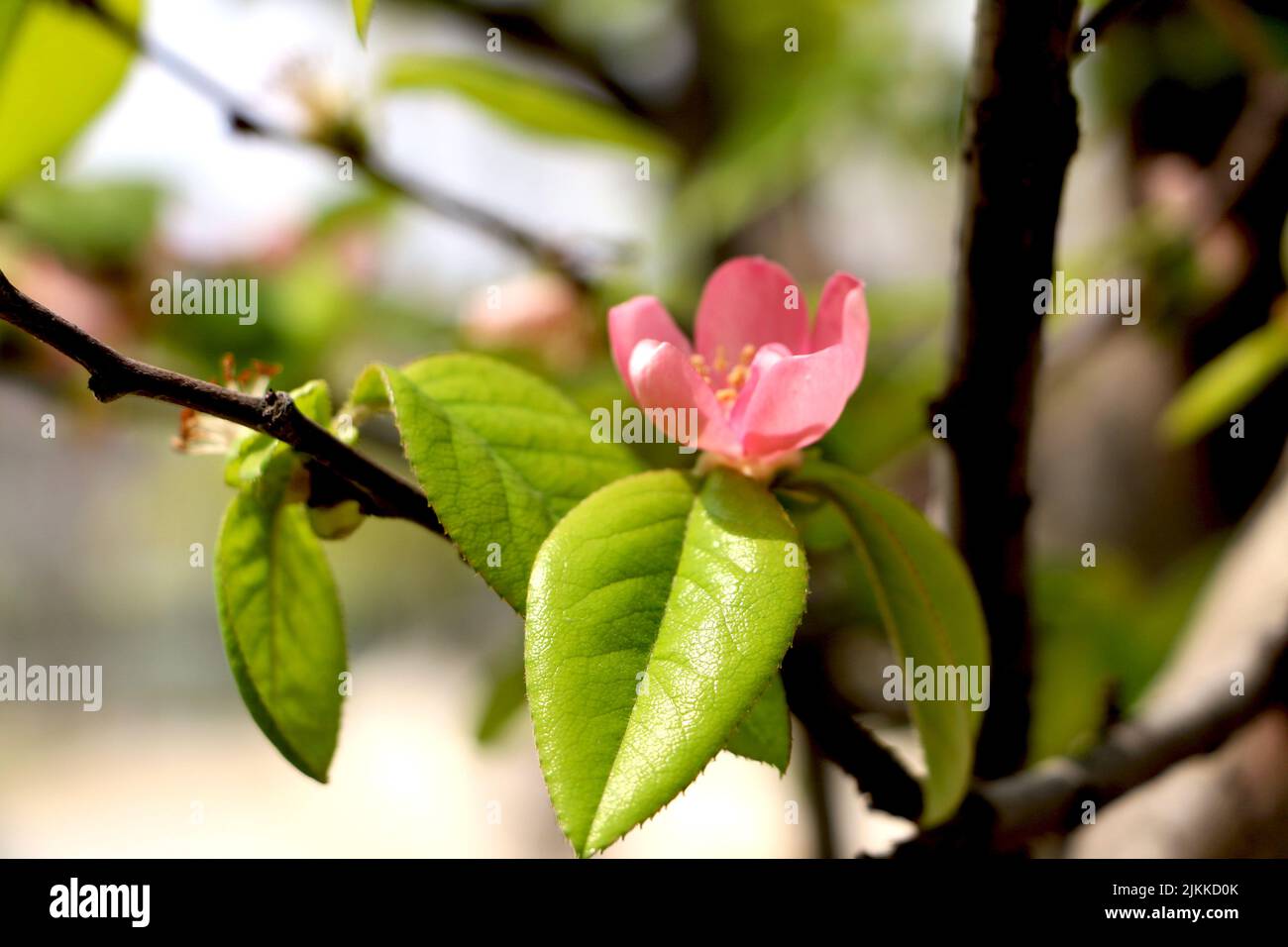 The closeup shot of seasonal Malus spectabilis branches Stock Photo - Alamy
