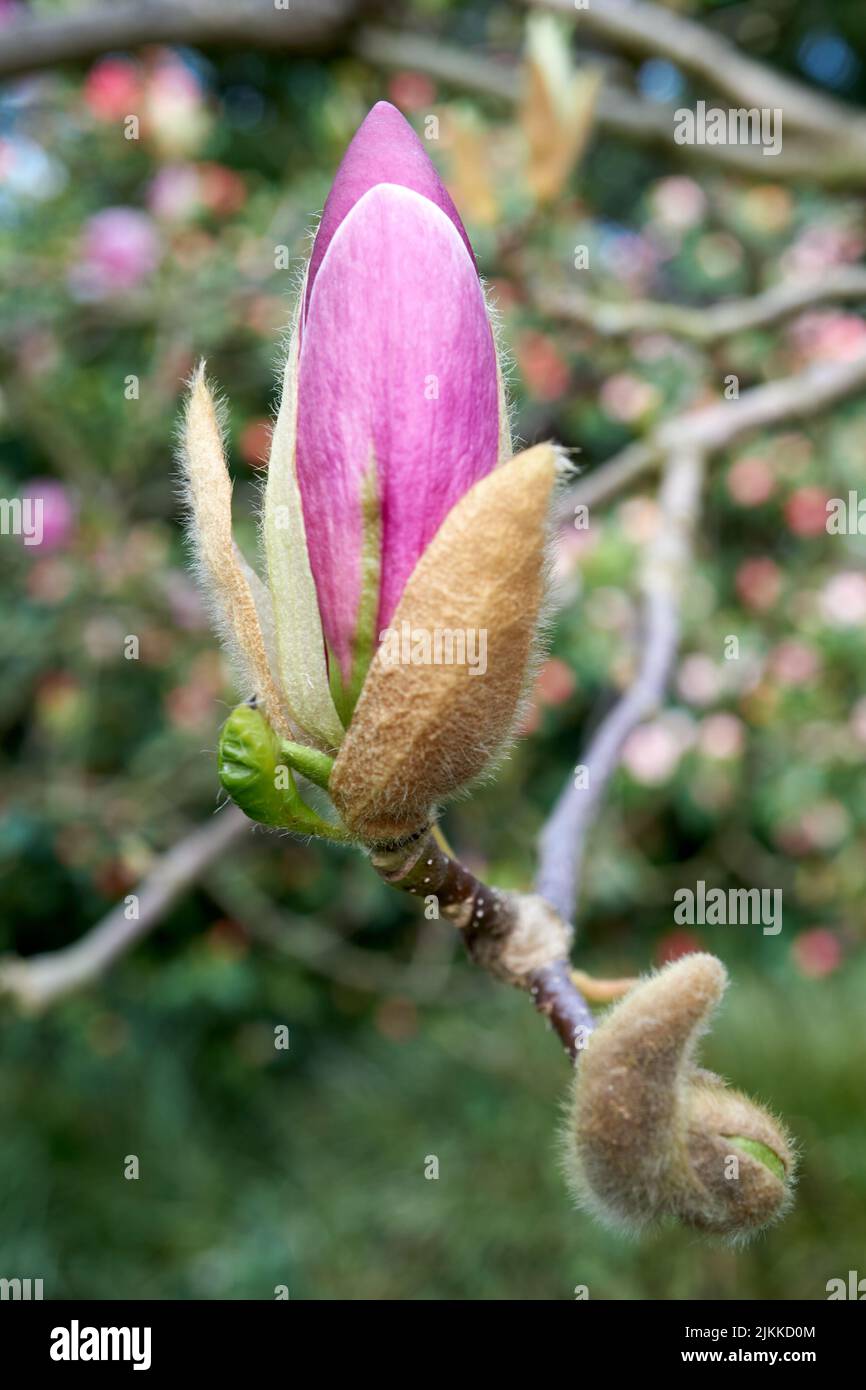 A close-up shot of a purple Magnolia liliiflora grown in the garden in ...