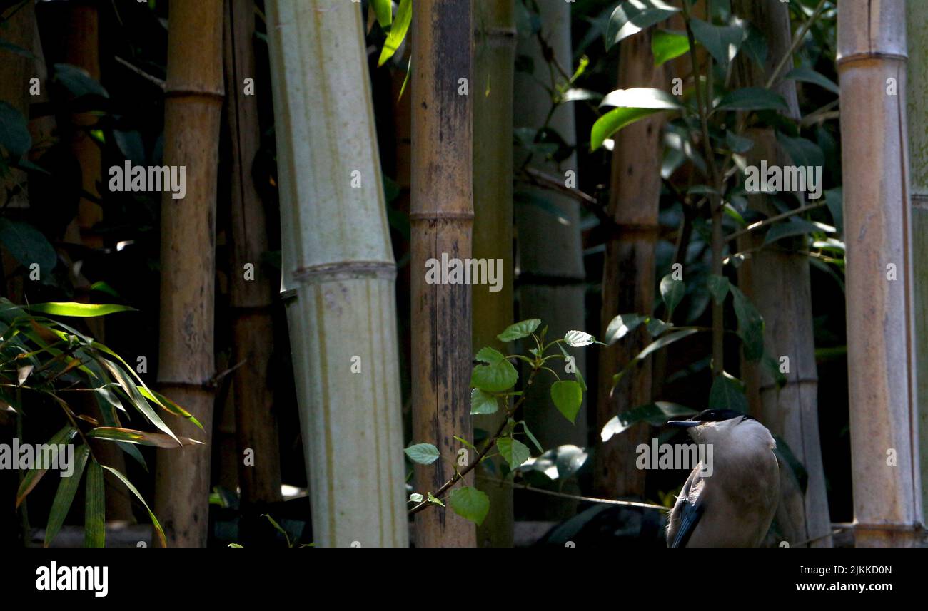 The Mangrove cuckoo bird in the bamboo trees background Stock Photo - Alamy