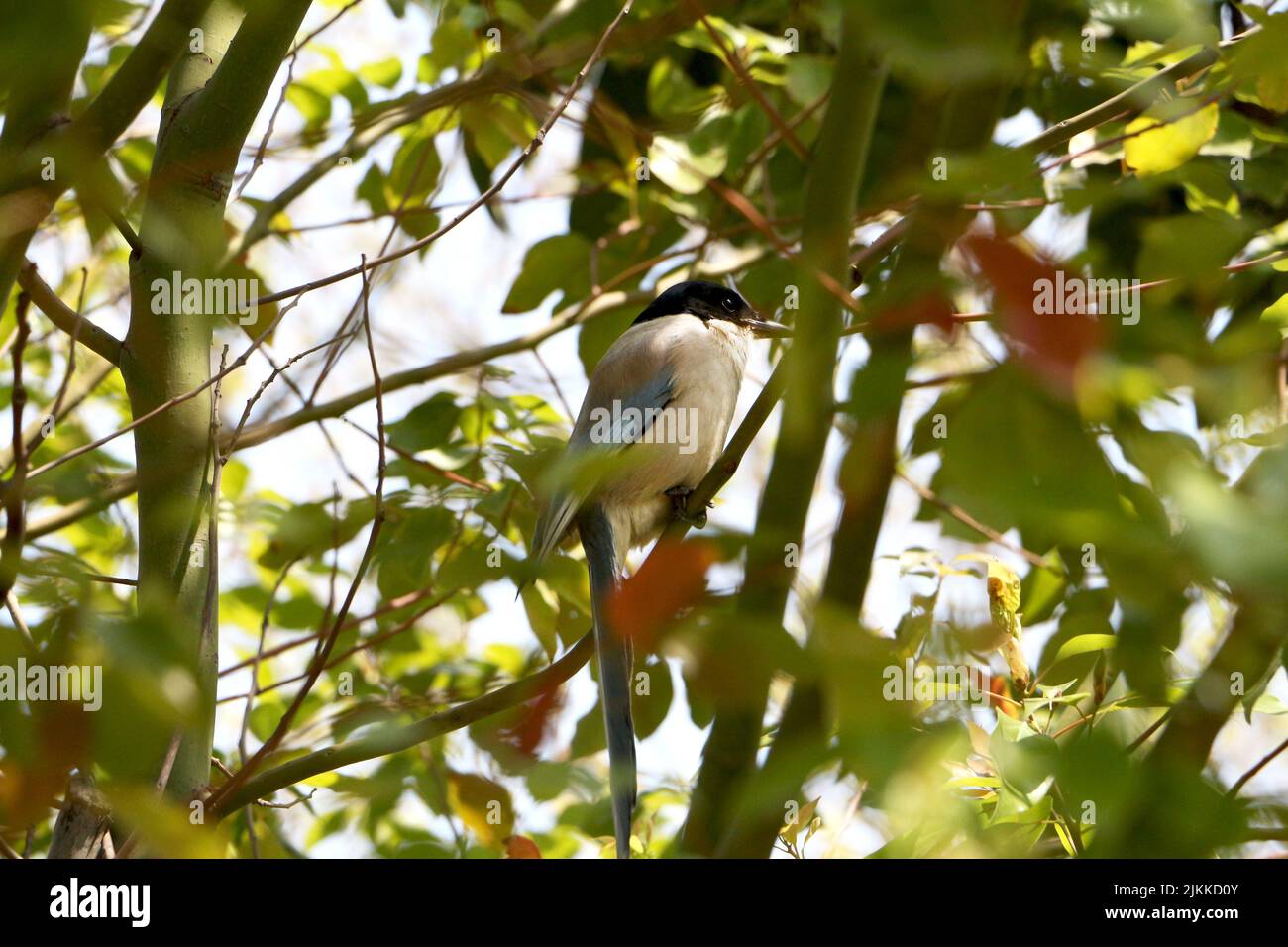 The selective focus shot of the Azure-winged magpie on the tree Stock ...