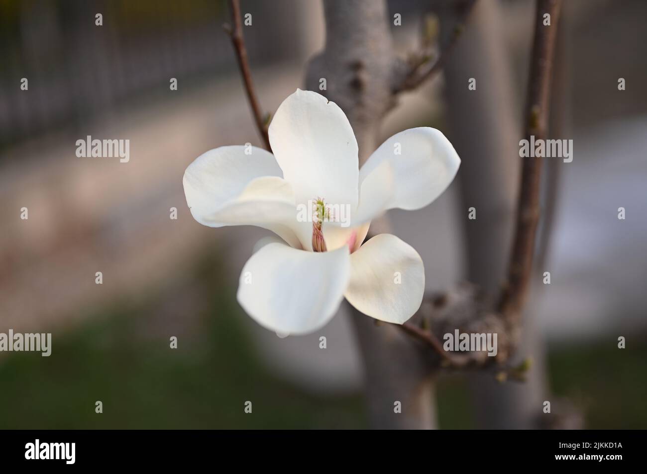 Yulan magnolia hi-res stock photography and images - Alamy