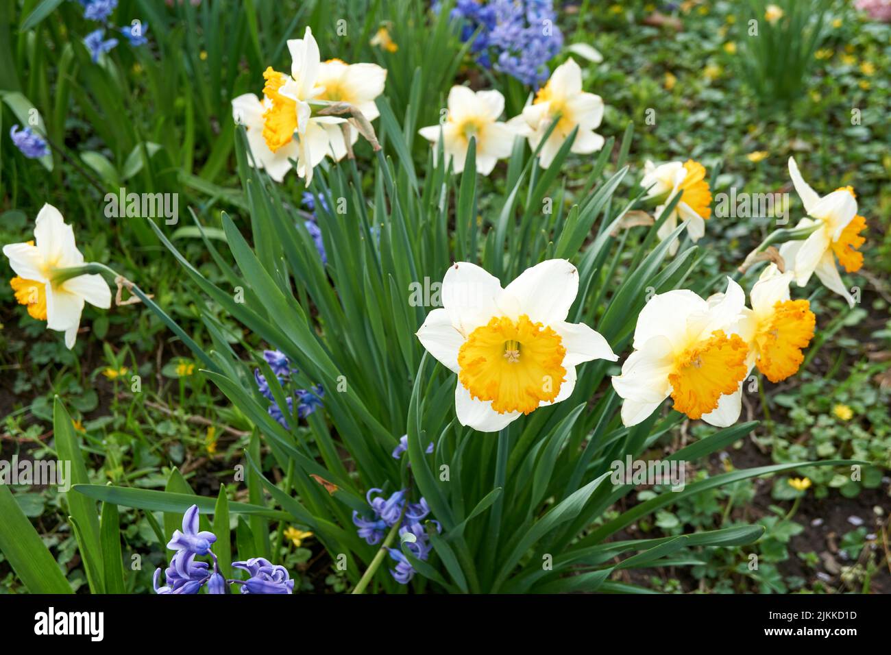 Beautiful Bunch-flowered daffodils grown in the garden in spring Stock ...